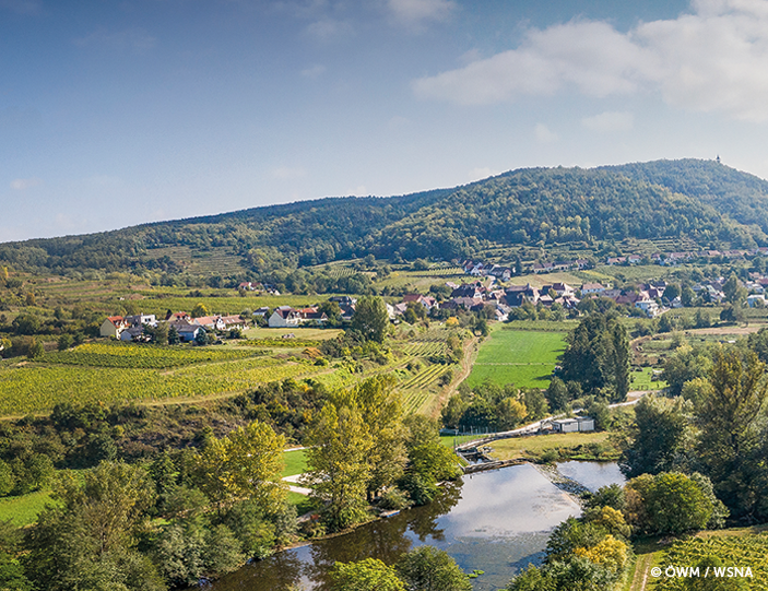 Wein aus dem Kamptal » DAC-Weine mit Herkunft & Stil | INTERSPAR ...