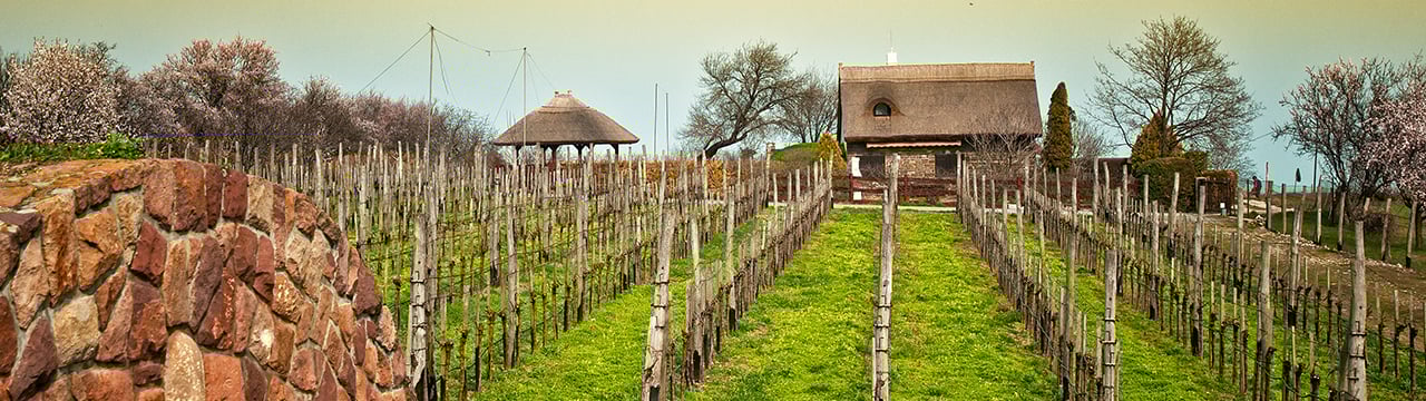 Ungarische Weine » Genuss aus Transdanubien | INTERSPAR | INTERSPAR ...